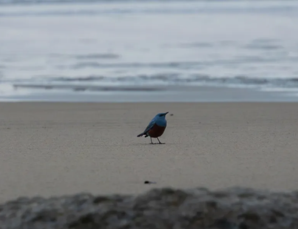 Portland in the News: Mega Rare Bird Spotted in Oregon; Historic Salmon ...