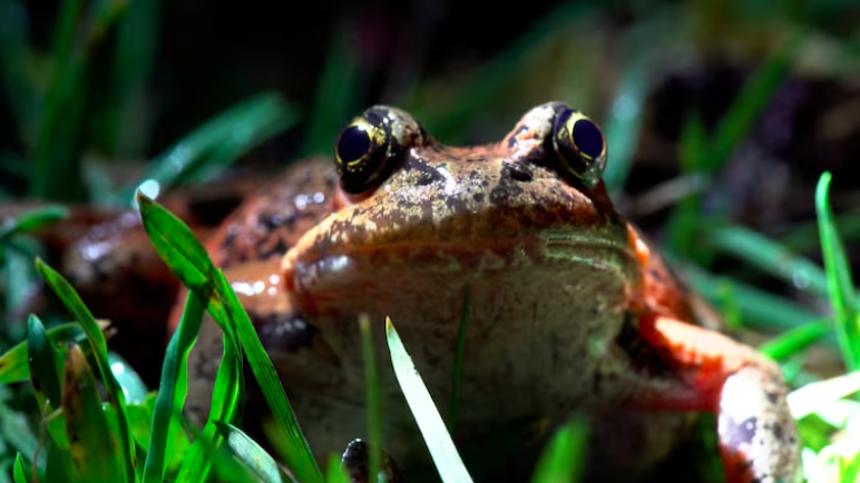 Portland in the News: Frog Taxis, Cheap Eats, New Blazers Owners & More ...